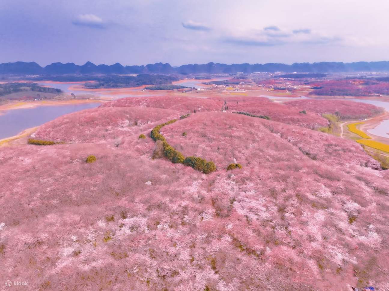 3-day cherry blossom tour in Pingba, Guizhou (Wenfan Huajiantang, the ...